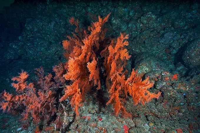 The biggest colour of 2019 is Pantone 16-1546 Living Coral - Fashion Weekly